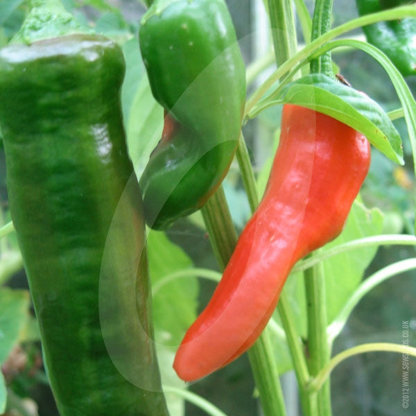Chilli Pepper Cayenne Red Seeds | Quality Seeds from Sow Seeds Ltd
