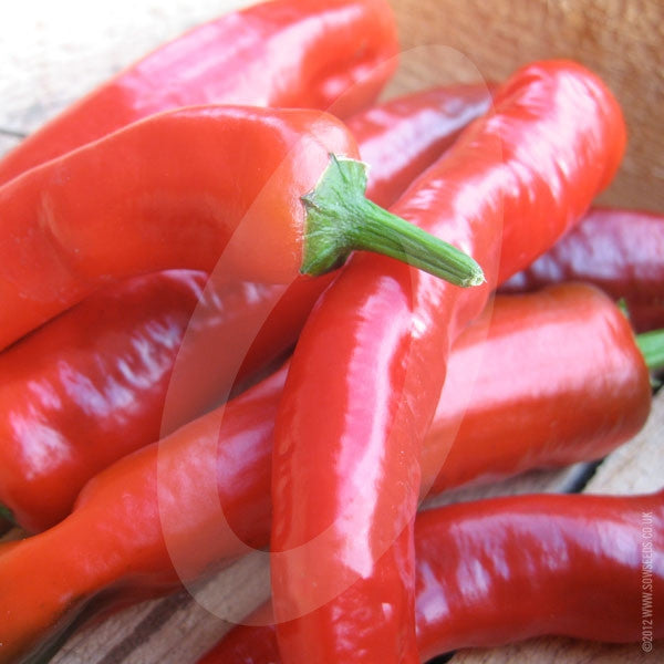 Chilli Pepper Cayenne Red Seeds | Quality Seeds from Sow Seeds Ltd