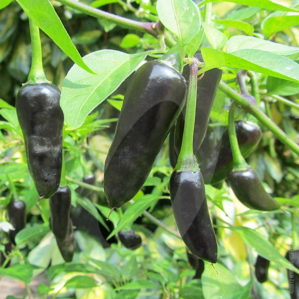 Chilli Pepper Chenzo F1 Seeds | Quality Seeds from Sow Seeds Ltd
