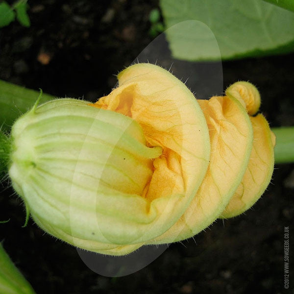 Courgette Defender F1 Seeds (AGM) | Quality Seeds from Sow Seeds Ltd