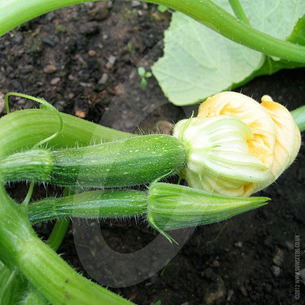 Courgette Defender F1 Seeds (AGM) | Quality Seeds from Sow Seeds Ltd
