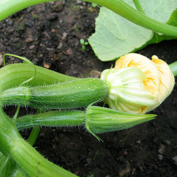 Courgette All Green Bush Seeds | Quality Seeds from Sow Seeds Ltd