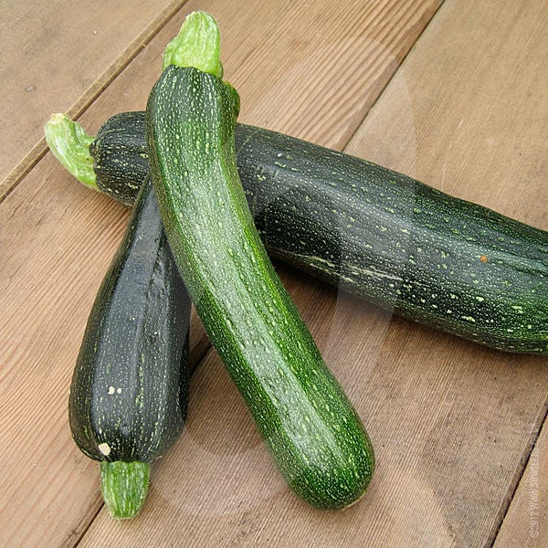 Courgette Defender F1 Seeds (AGM) | Quality Seeds from Sow Seeds Ltd
