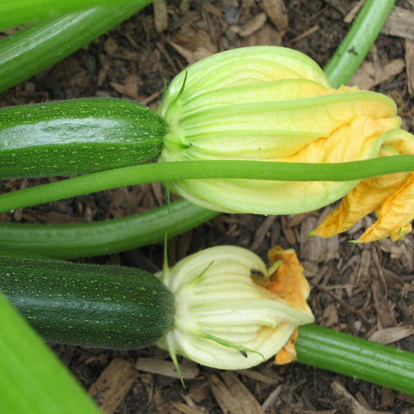 Courgette All Green Bush Seeds | Quality Seeds from Sow Seeds Ltd