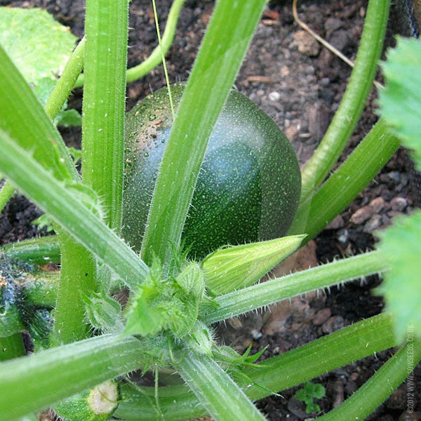 Courgette Eight Ball F1 Seeds | Quality Seeds from Sow Seeds Ltd
