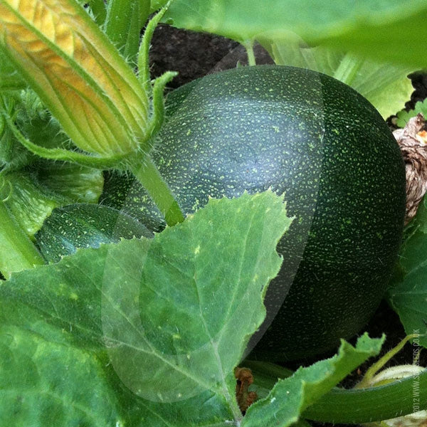 Courgette Eight Ball F1 Seeds | Quality Seeds from Sow Seeds Ltd