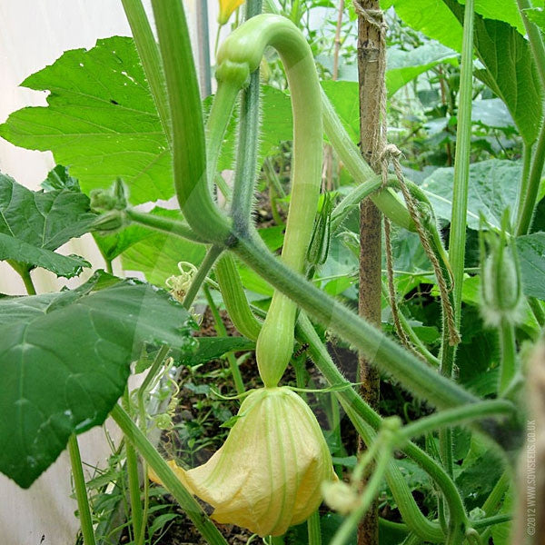Courgette Tromboncino Albenga Seeds | Quality Seeds from Sow Seeds Ltd