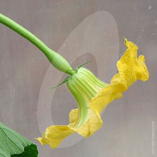 Courgette Tromboncino Albenga Seeds | Quality Seeds from Sow Seeds Ltd