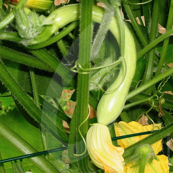 Courgette Tromboncino Albenga Seeds | Quality Seeds from Sow Seeds Ltd