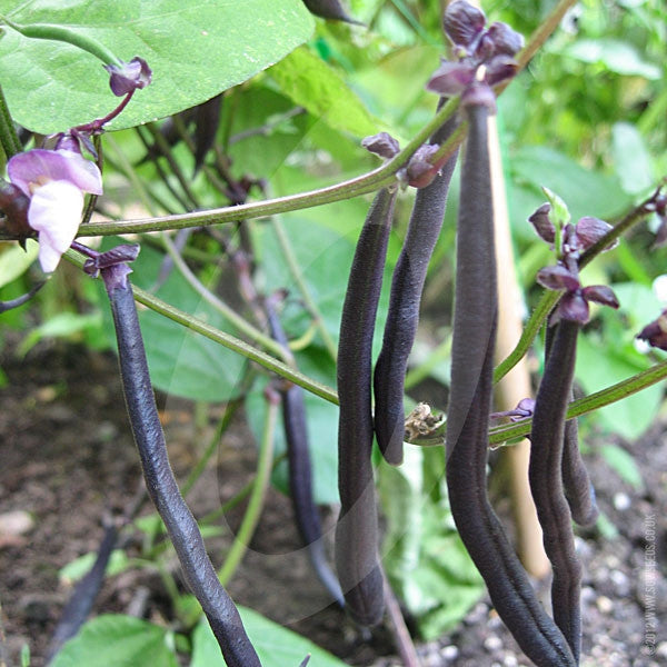 Dwarf French Bean Purple Queen Seeds | Quality Seeds from Sow Seeds Ltd