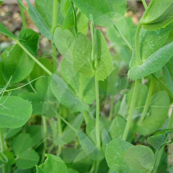 Green Manure Forage Pea Seeds | Quality Seeds from Sow Seeds Ltd