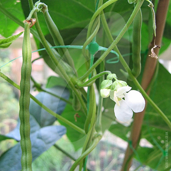 French Bean Blue Lake Climbing Seeds | Quality Seeds from Sow Seeds Ltd