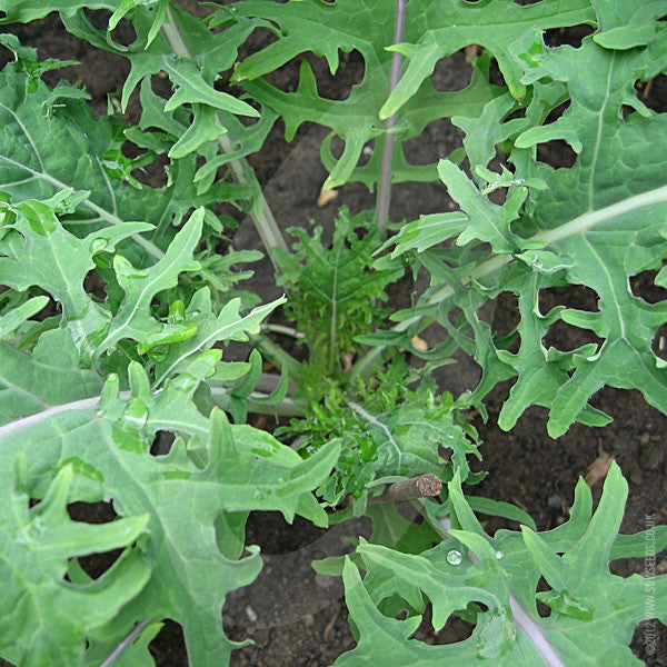 Kale Red Russian Seeds 'Borecole' | Quality Seeds from Sow Seeds Ltd
