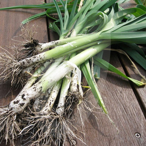 Leek Seeds - Grow your own vegetables | Sow Seeds