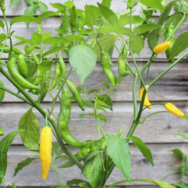 Chilli Pepper Lemon Drop Seeds | Quality Seeds from Sow Seeds Ltd