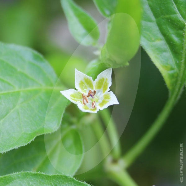 Chilli Pepper Lemon Drop Seeds | Quality Seeds from Sow Seeds Ltd