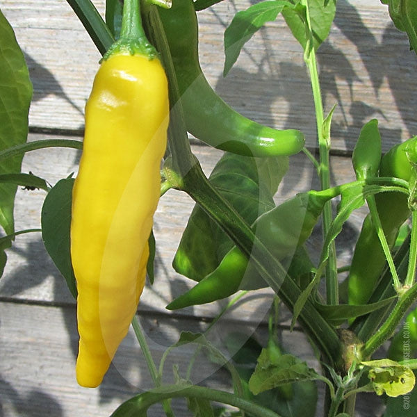 Chilli Pepper Lemon Drop Seeds | Quality Seeds from Sow Seeds Ltd