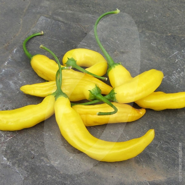Chilli Pepper Lemon Drop Seeds | Quality Seeds from Sow Seeds Ltd