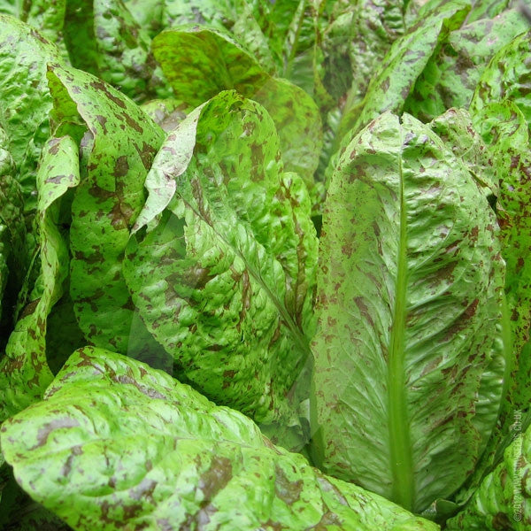 Lettuce Freckles (Semi-Cos) Seeds | Quality Seeds from Sow Seeds Ltd