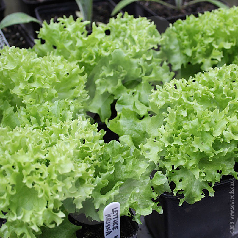 Lettuce Kriska (Lollo Bionda) Seeds | Quality Seeds from Sow Seeds Ltd