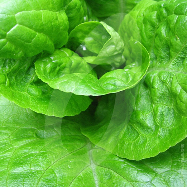 Lettuce Little Gem (Cos) Seeds | Quality Seeds from Sow Seeds Ltd