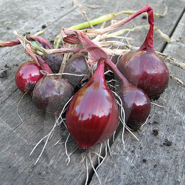 Onion Red Baron Seeds (AGM) | Quality Seeds from Sow Seeds Ltd