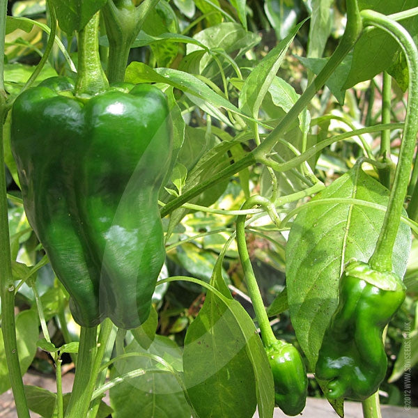 Chilli Pepper Padron Seeds | Quality Seeds from Sow Seeds Ltd