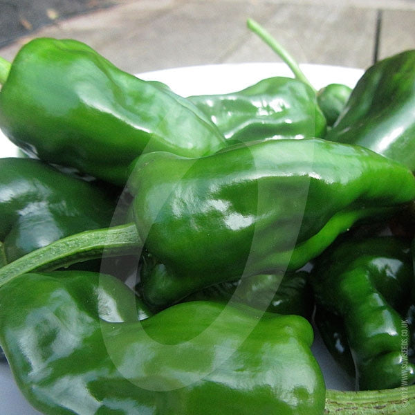 Chilli Pepper Padron Seeds | Quality Seeds from Sow Seeds Ltd