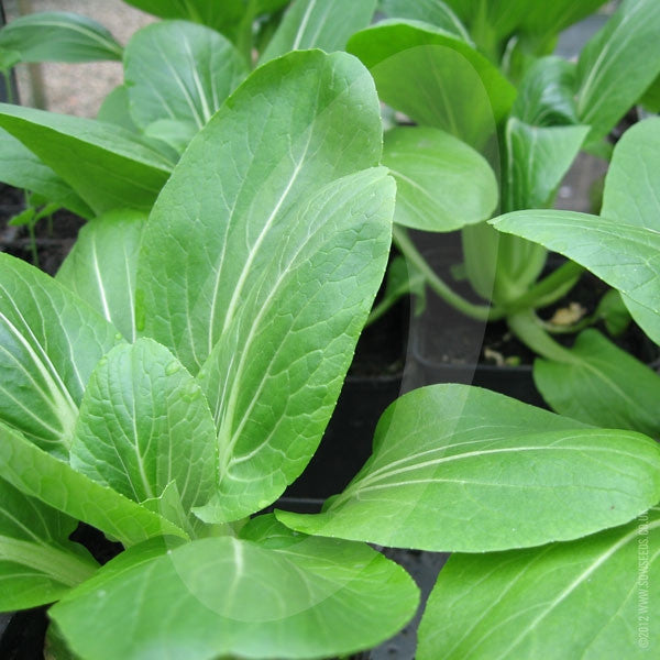 Pak Choi Yuushou F1 Seeds | Quality Seeds from Sow Seeds Ltd