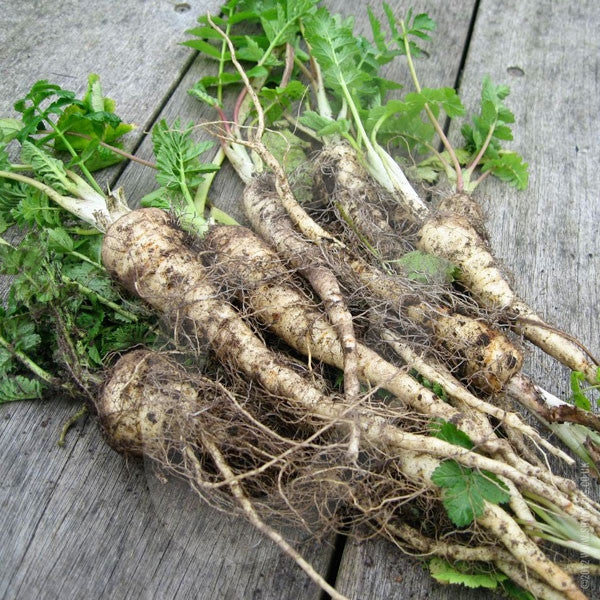 Parsnip Gladiator F1 Seeds (AGM) | Quality Seeds from Sow Seeds Ltd
