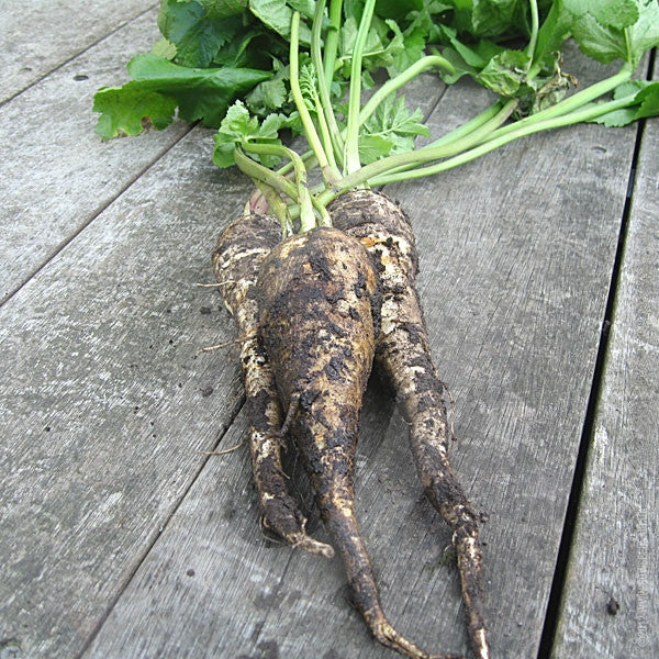 Parsnip Gladiator F1 Seeds (AGM) | Quality Seeds from Sow Seeds Ltd