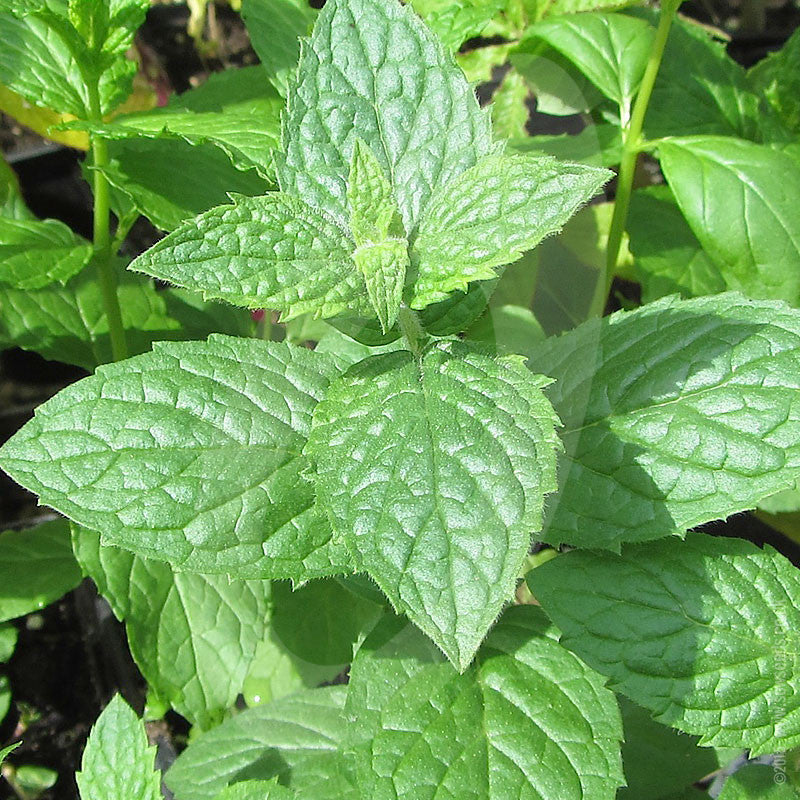 Herb Peppermint Seeds | Quality Seeds from Sow Seeds Ltd