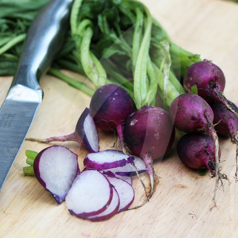 Radish Malaga Violet Seeds | Quality Seeds from Sow Seeds Ltd