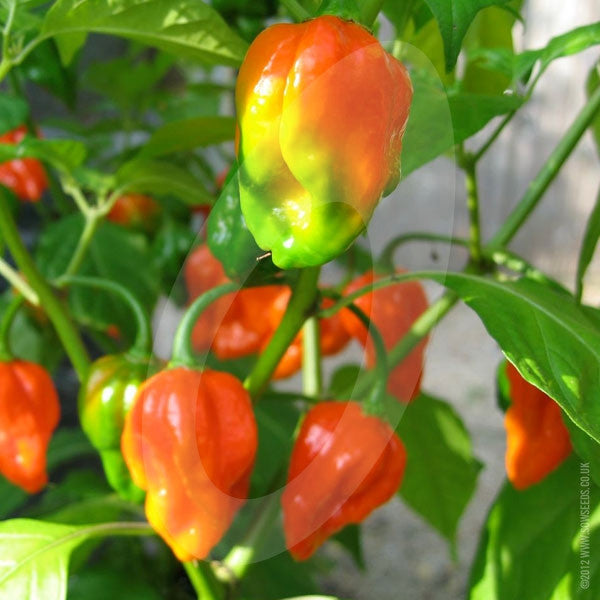 Chilli Pepper Red Trinidad Scorpion Seeds | Quality Seeds from Sow ...