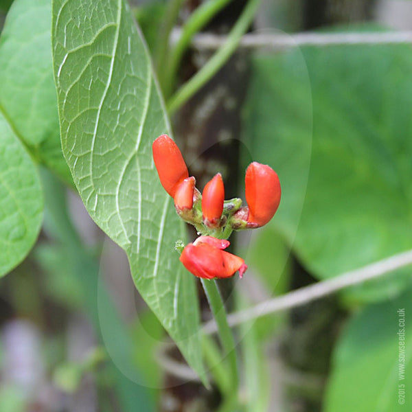 Runner Bean Firestorm Seeds | Quality Seeds from Sow Seeds Ltd