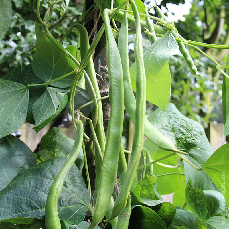 Runner Bean Firestorm Seeds | Quality Seeds from Sow Seeds Ltd