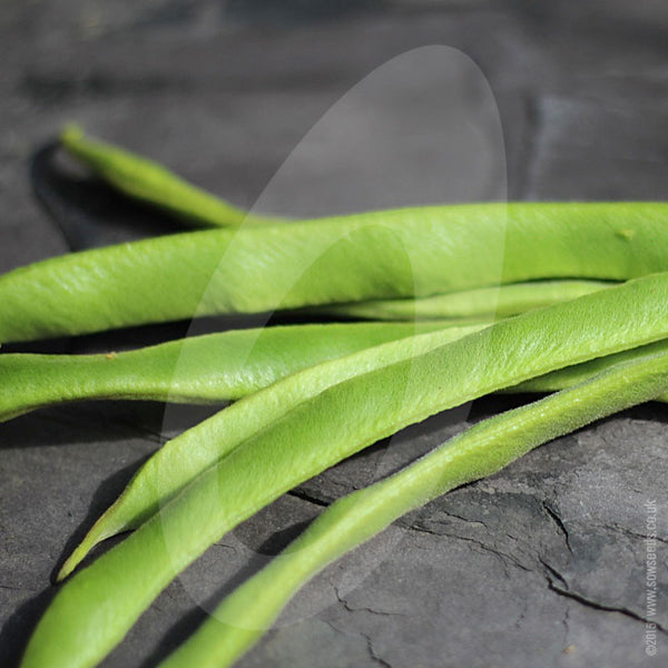 Runner Bean Firestorm Seeds | Quality Seeds from Sow Seeds Ltd