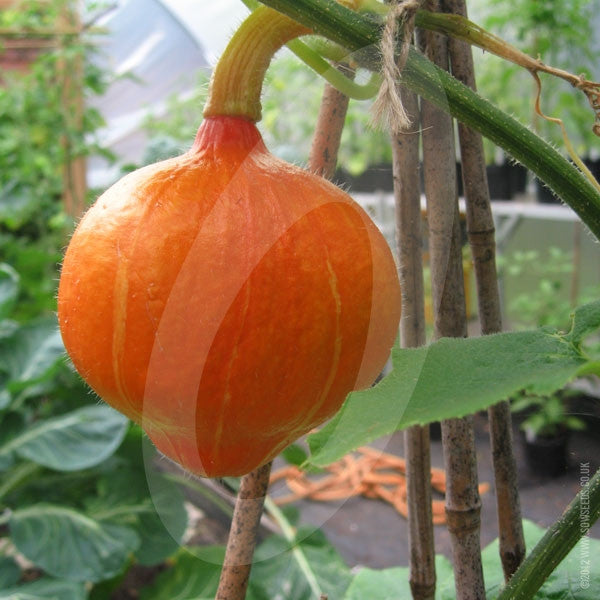 Squash Uchiki Kuri (Red Kuri) Seeds | Quality Seeds from Sow Seeds Ltd