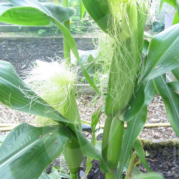 Sweetcorn Goldcrest F1 (AGM) Seeds | Quality Seeds from Sow Seeds Ltd