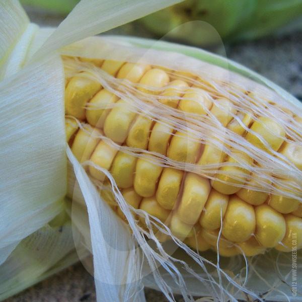 Sweetcorn Goldcrest F1 (AGM) Seeds | Quality Seeds from Sow Seeds Ltd