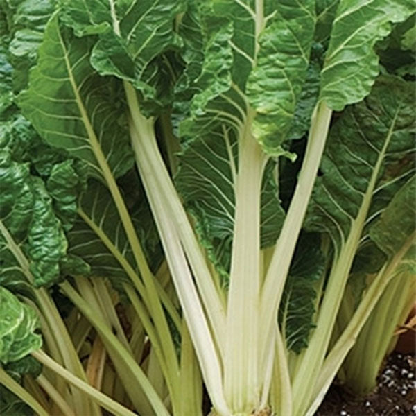Swiss Chard Fordhook Giant AGM Seeds | Quality Seeds from Sow Seeds Ltd
