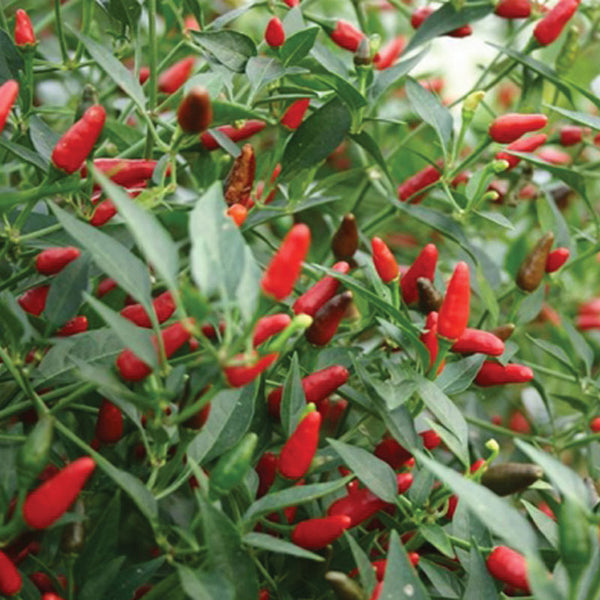 Chilli Pepper Hot Thai (AGM) Seeds | Quality Seeds from Sow Seeds Ltd