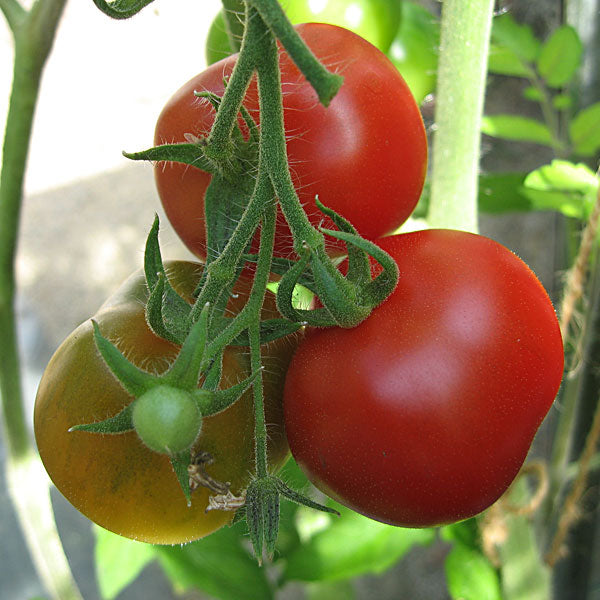 Tomato Moneymaker Seeds | Quality Seeds from Sow Seeds Ltd