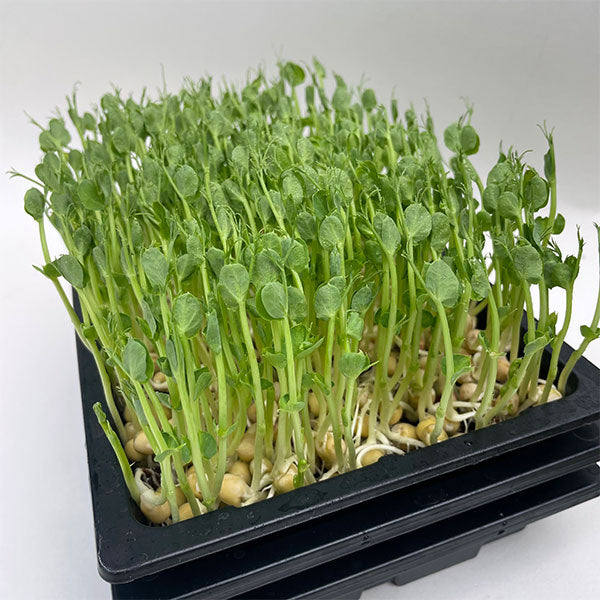 Sow Microgreens Starter Kit | Quality Seeds from Sow Seeds Ltd