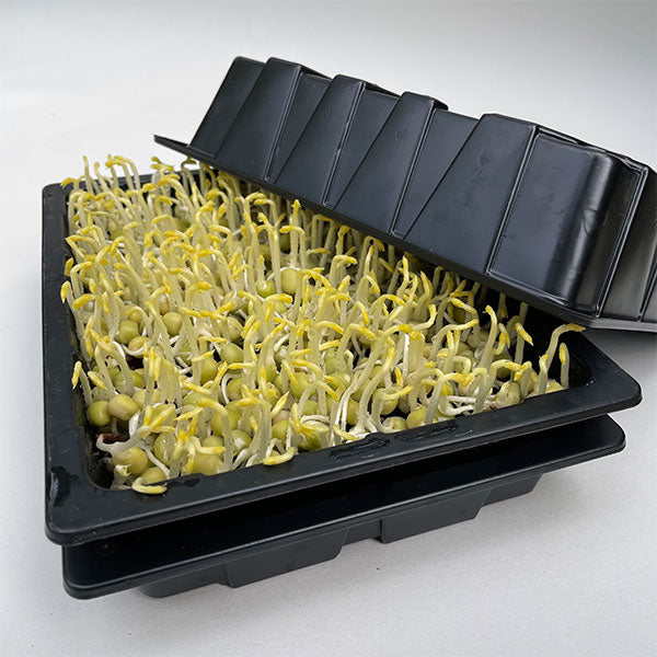 Microgreens Growing Trays - Small | Quality Seeds from Sow Seeds Ltd