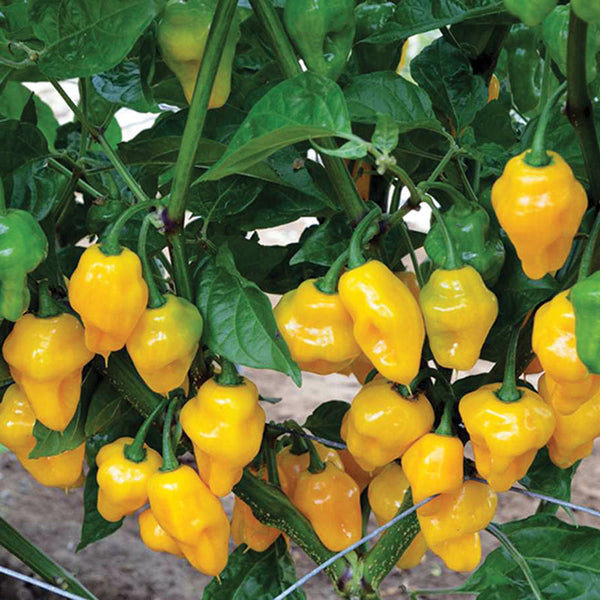 Chilli Pepper Trinidad Perfume Seeds | Quality Seeds from Sow Seeds Ltd