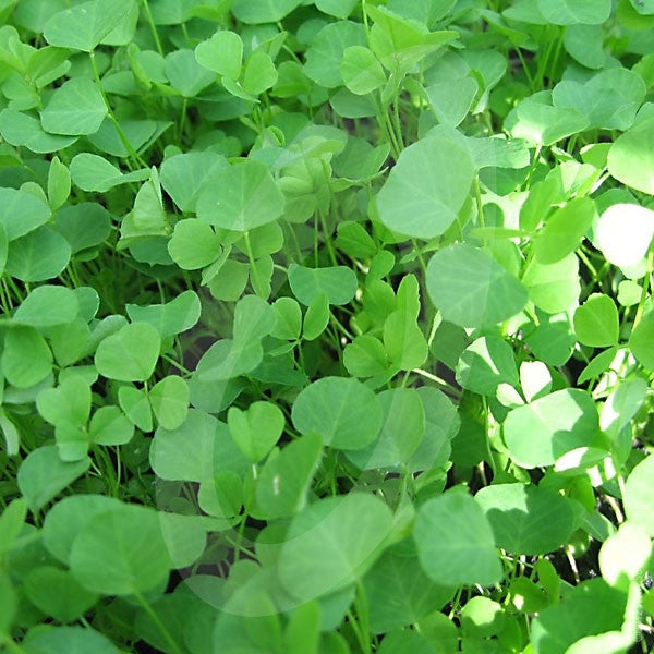 Green Manure Birdsfoot Trefoil Seeds | Quality Seeds from Sow Seeds Ltd