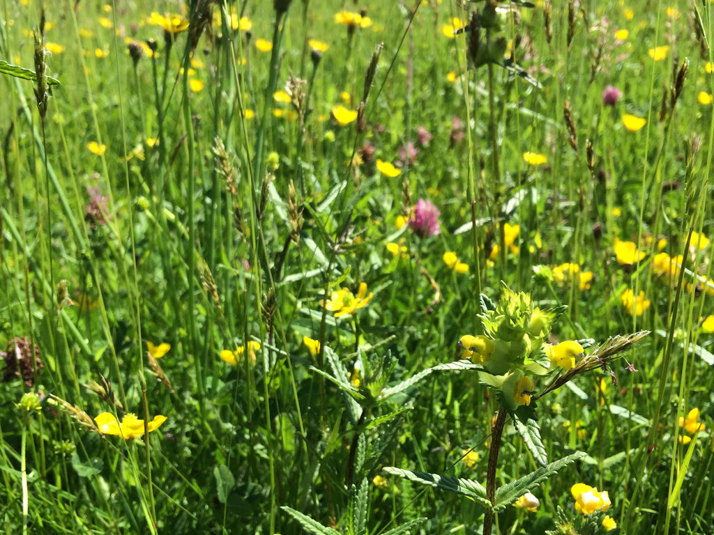 Yellow Rattle Seeds | Bulk Buy Available | Quick Delivery | Quality ...