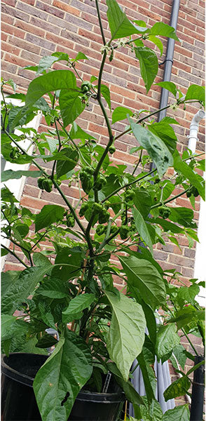 Chilli Pepper Armageddon F1 Seeds | Quality Seeds from Sow Seeds Ltd