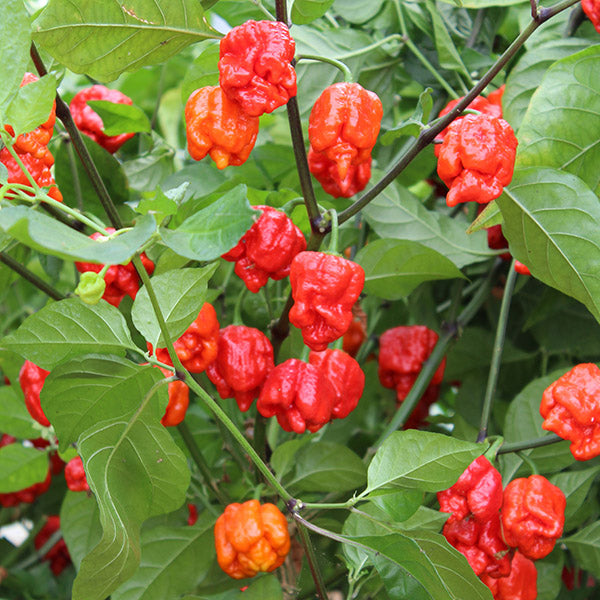 Chilli Pepper Armageddon F1 Seeds | Quality Seeds from Sow Seeds Ltd